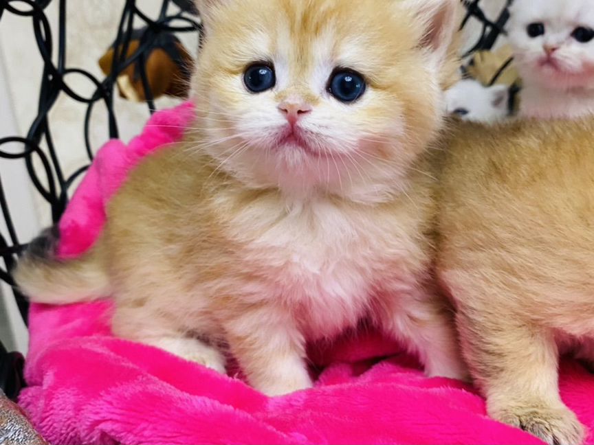Шотландские золотые шиншиллы котята