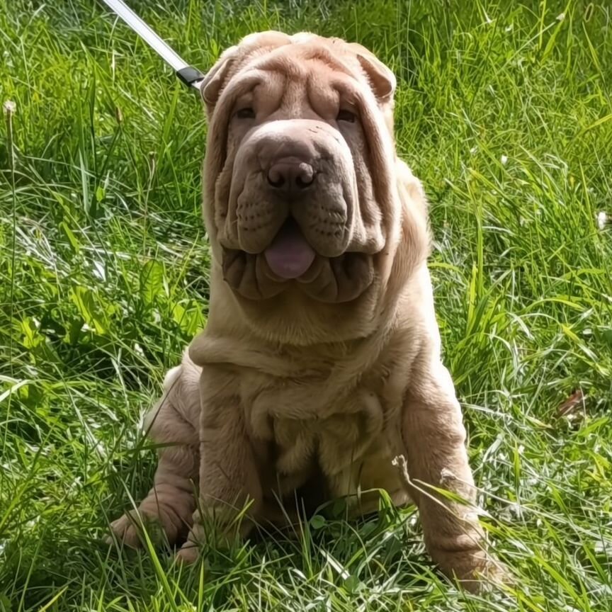 Шарпей, щенок