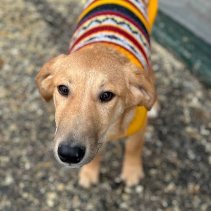 Щенок золотистого окраса ищет дом бесплатно в дар