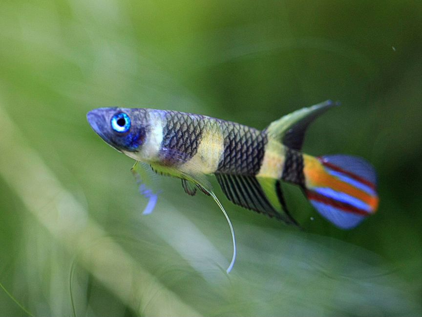 Рыба эпиплатис факельный