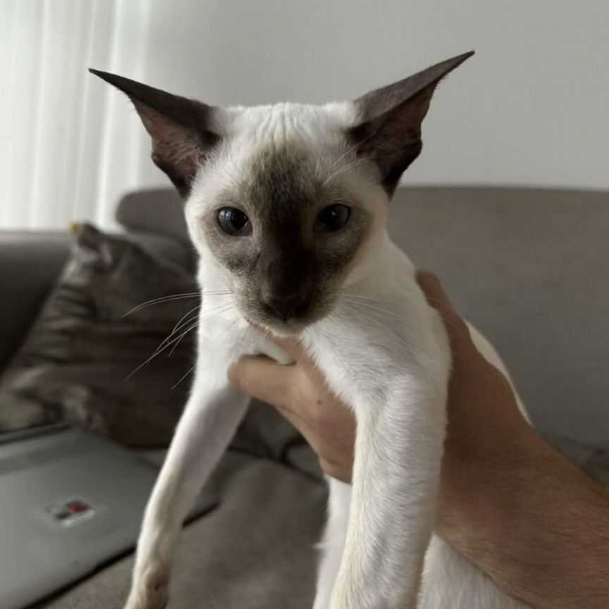 Ориентальный котенок кот отдам