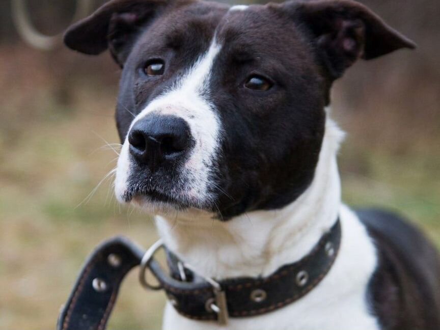 Стаффордширский терьер (дворняжка, помесь)