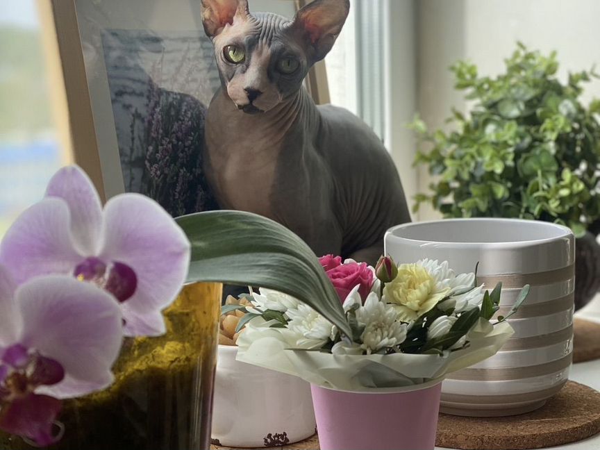 Канадский сфинкс