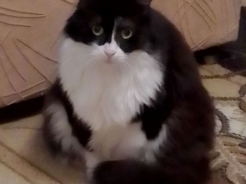 Кошечка Мурочка ищет дом
