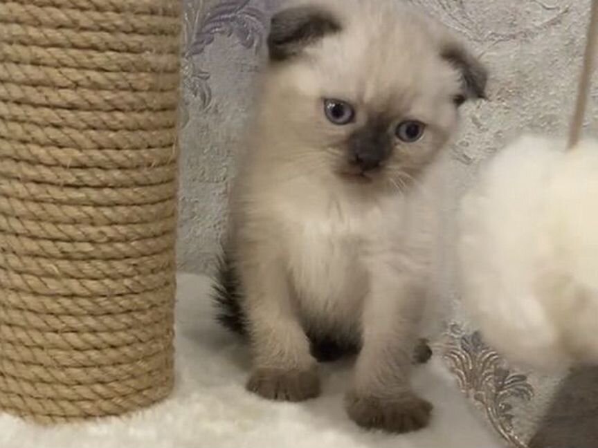 Шотланский вислоухий котенок