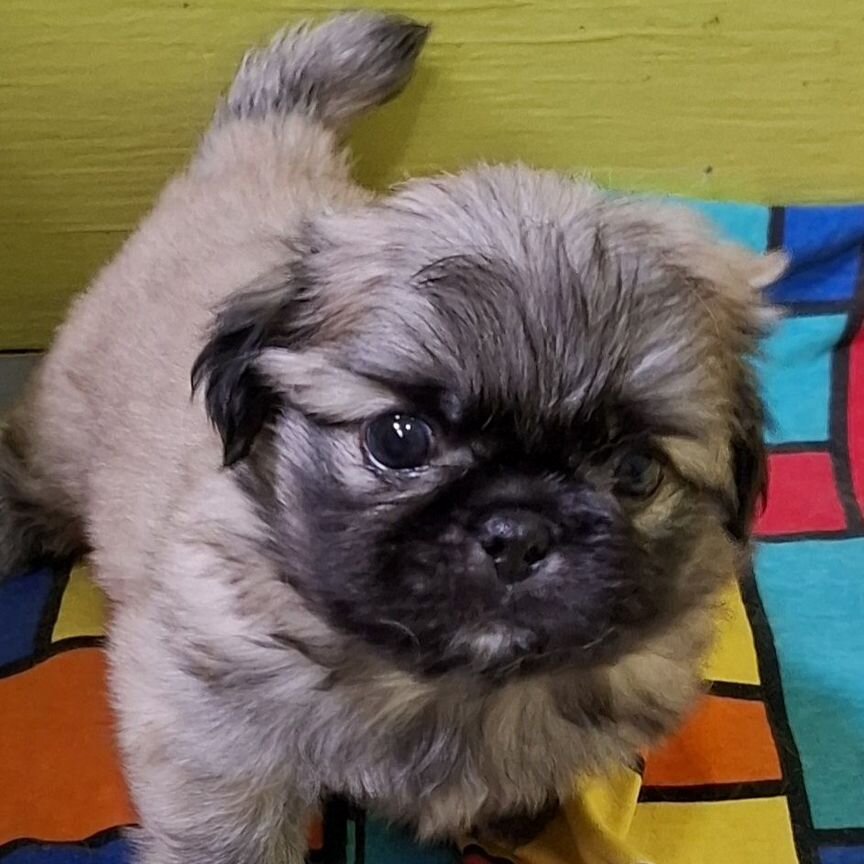 Щеночки, порода пекинес