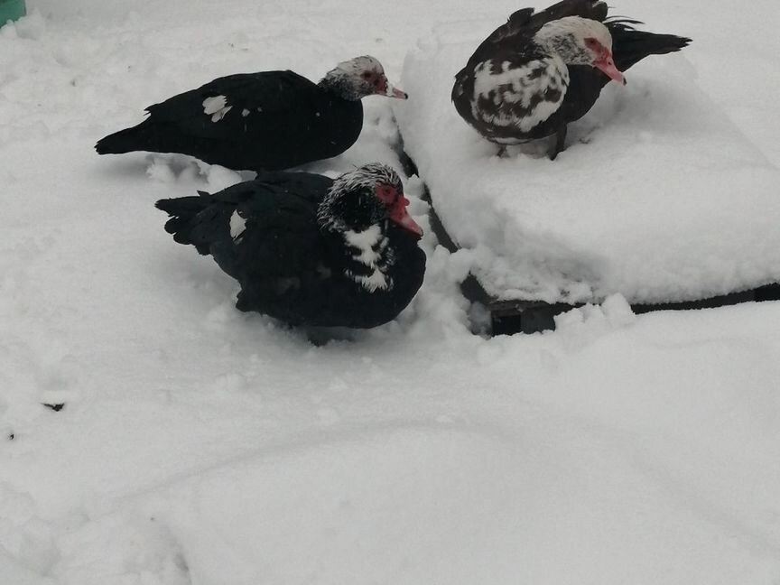 Мускусные утки индоутки индоутята