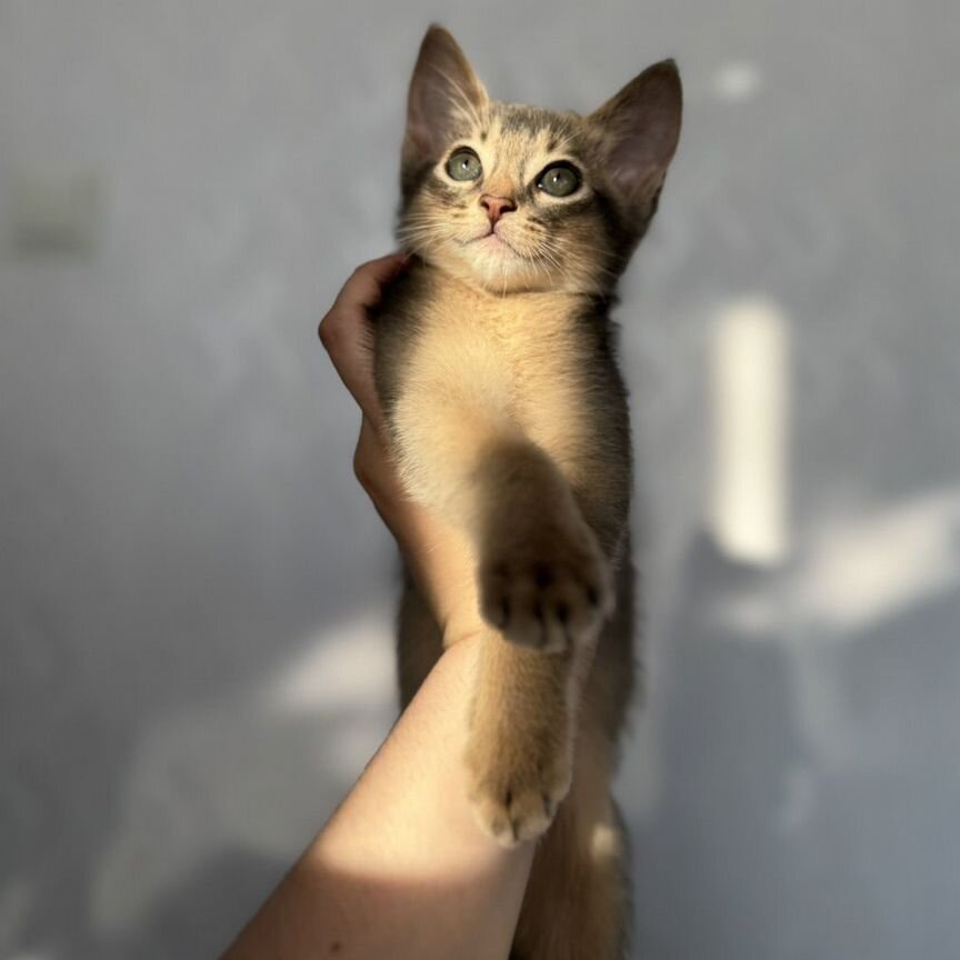 Абиссинские котята