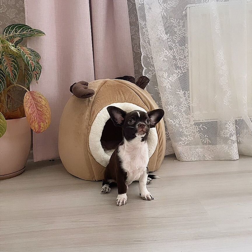 Чихуахуа мальчик