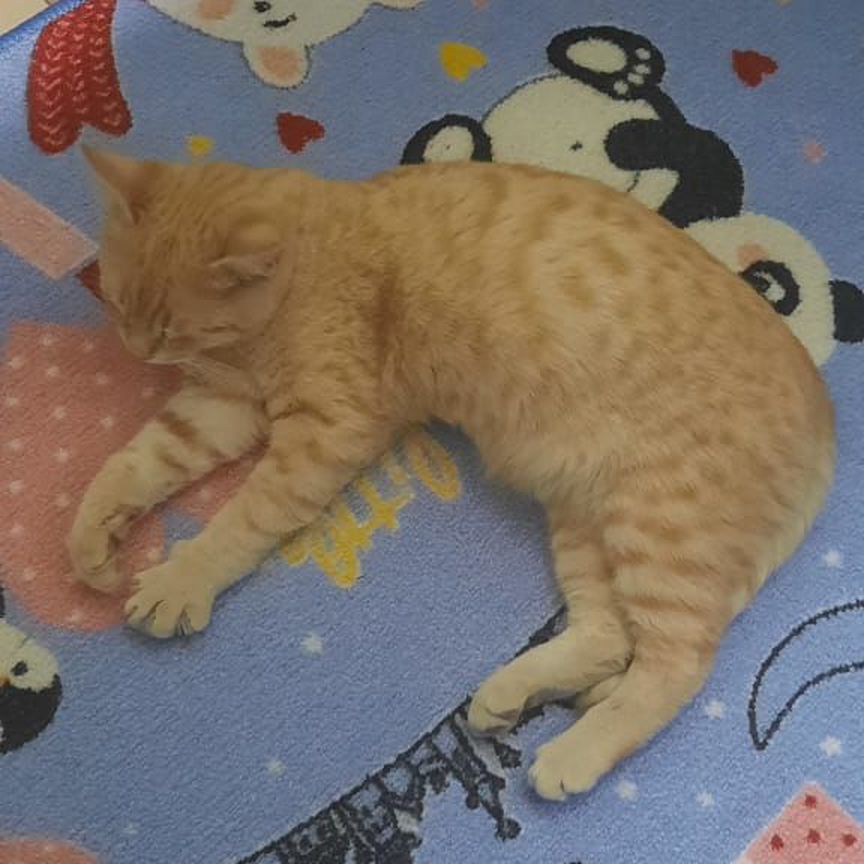 Кот Жорик