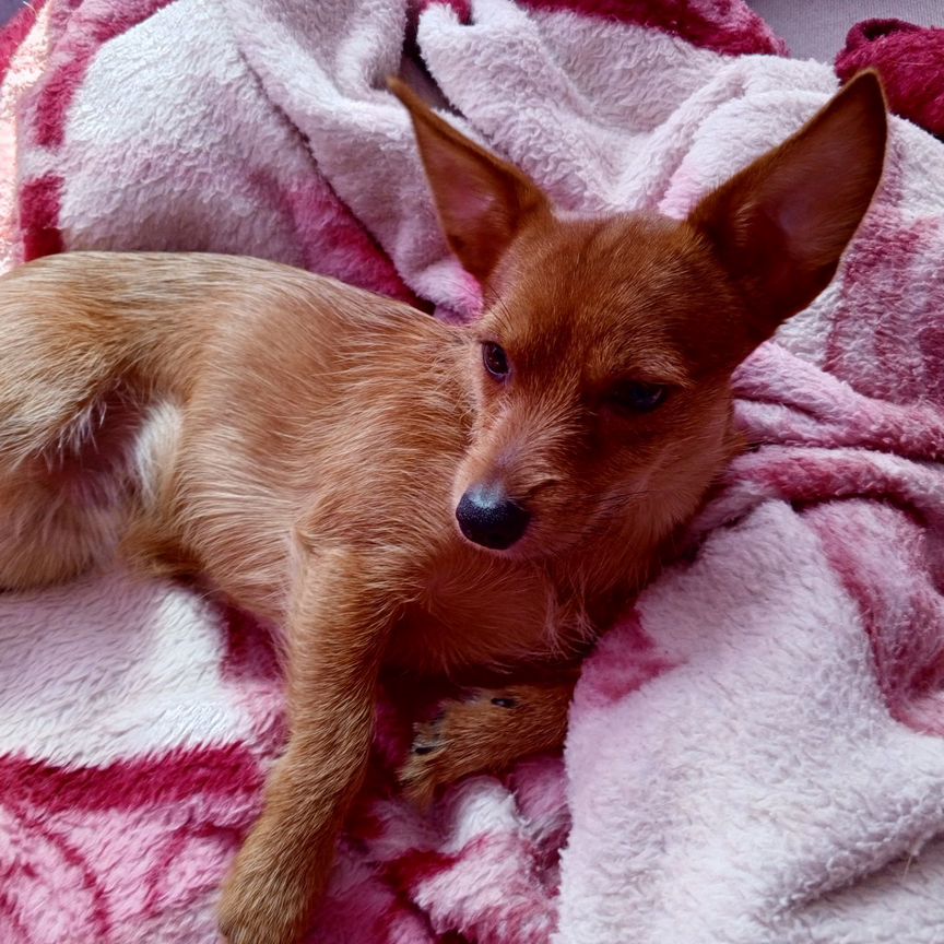 Собака в добрые руки отдам бесплатно