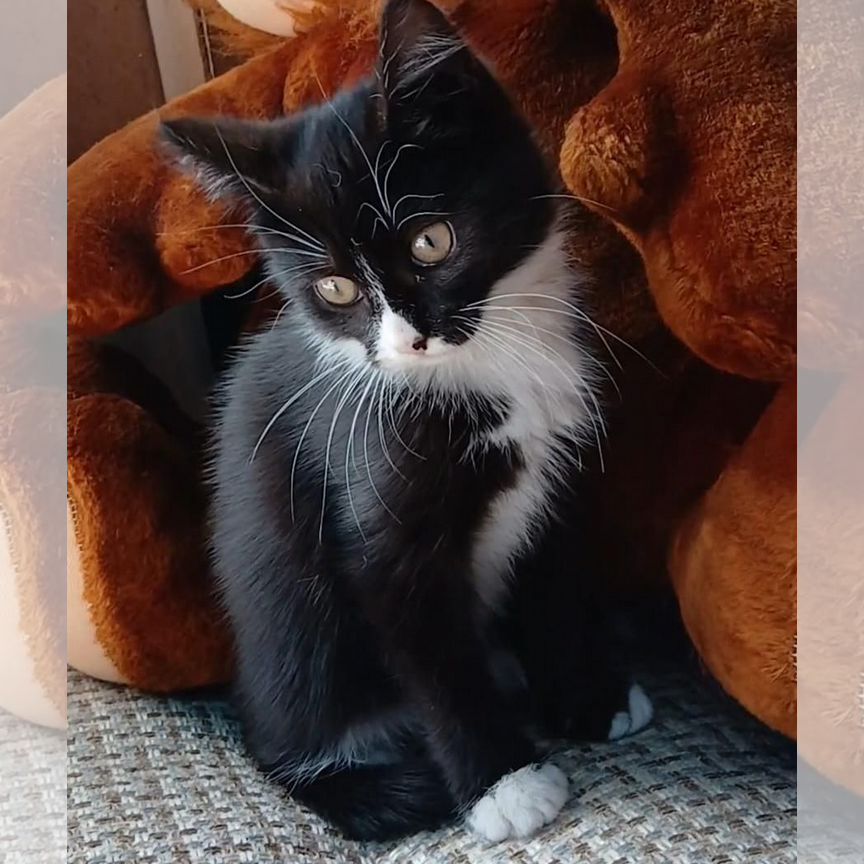 Котёнок в добрые руки