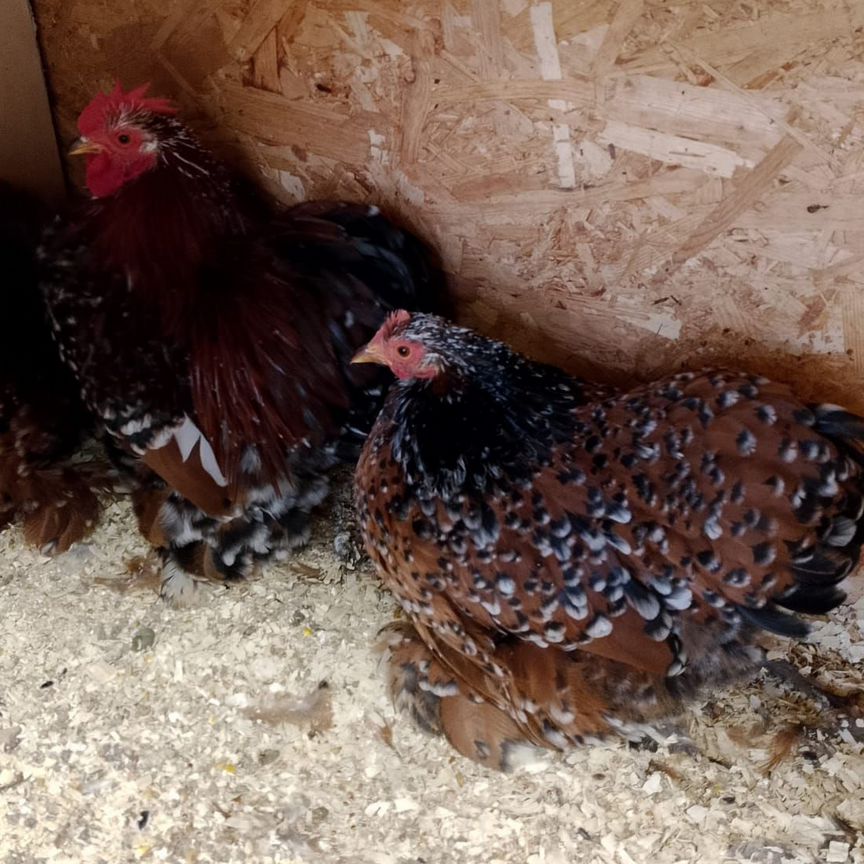 Пара карликовых фарфоровых кохинхинов