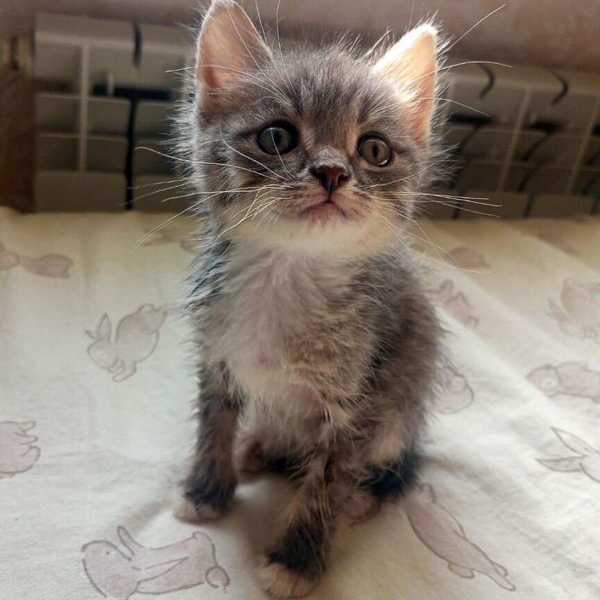Котенок в добрые руки