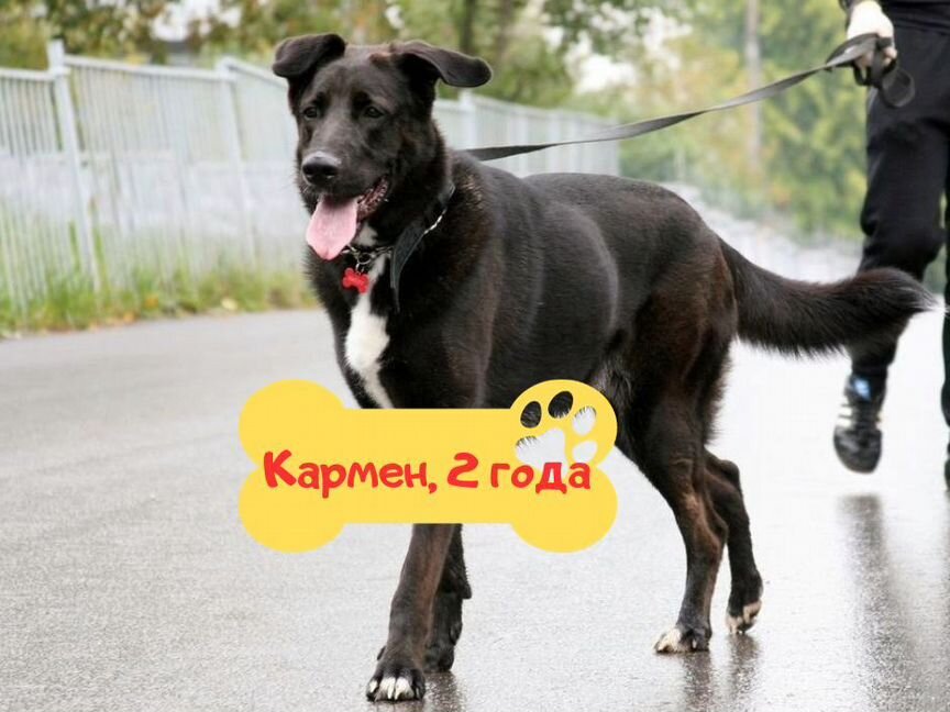 Грационзная, активная, спокойная собака Кармен