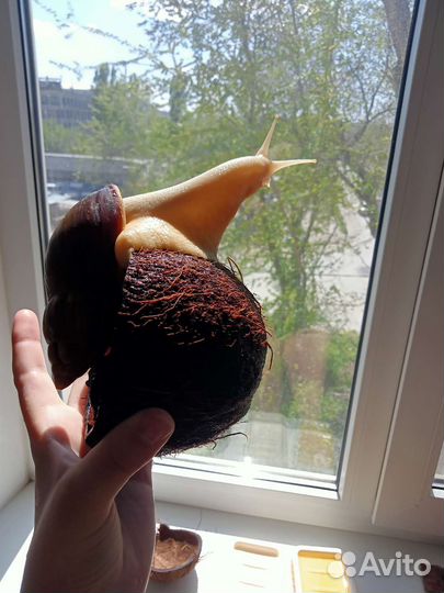 Улитка ахатина