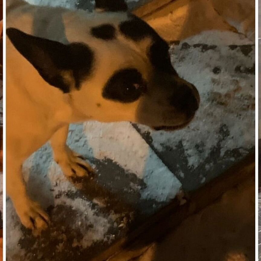 Чья потеряшка