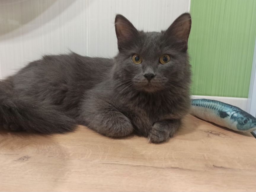 SOS кошка Ханни нибелунг на улице