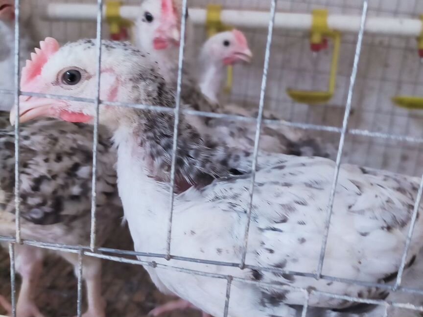 Цыплята цветной бройлер