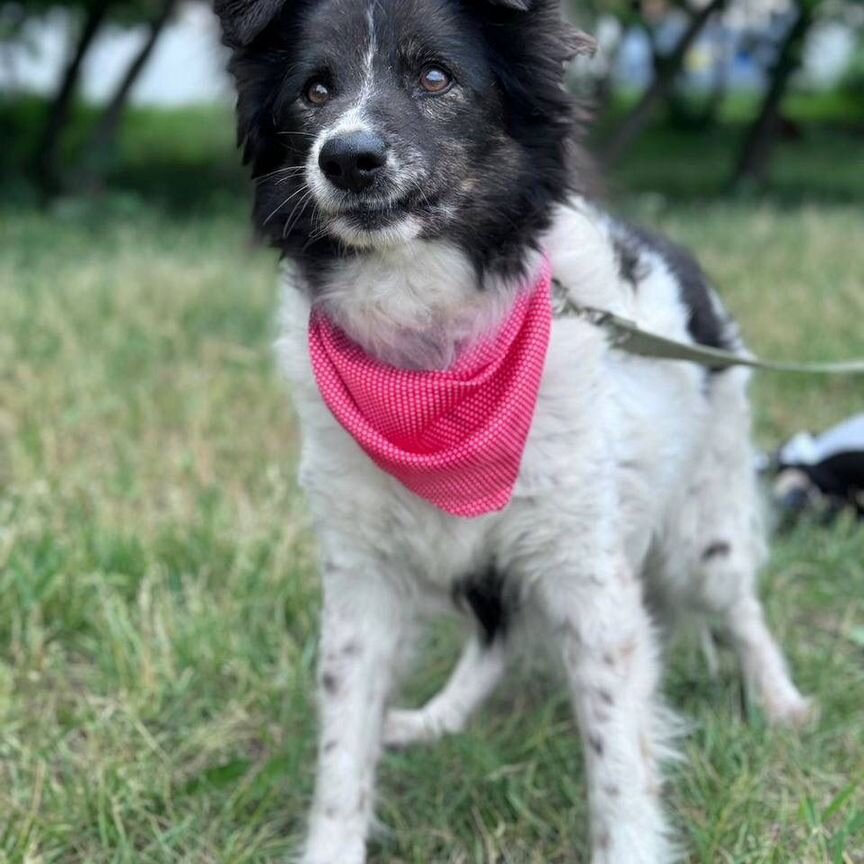 Собака Ричи в добрые руки