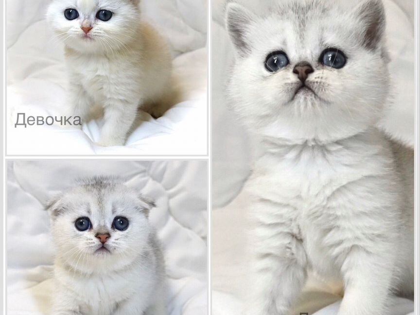 Шотландские котята