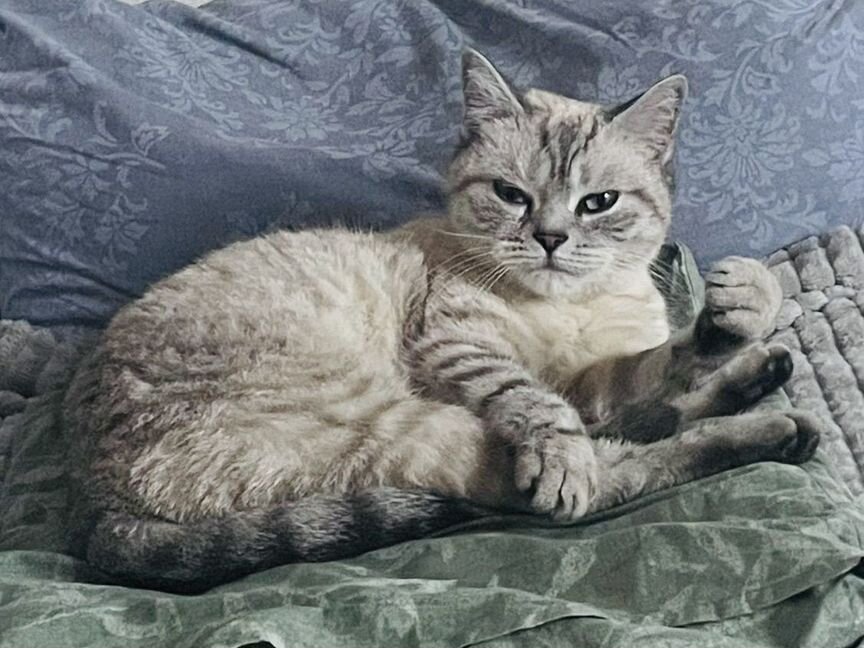 Кошка ищет дом