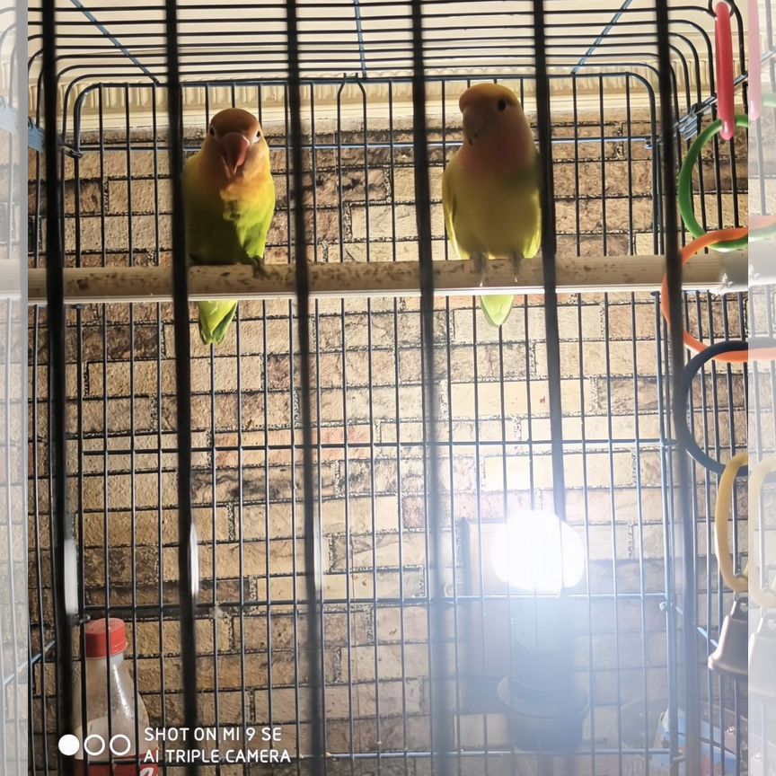 Попугаи-неразлучники