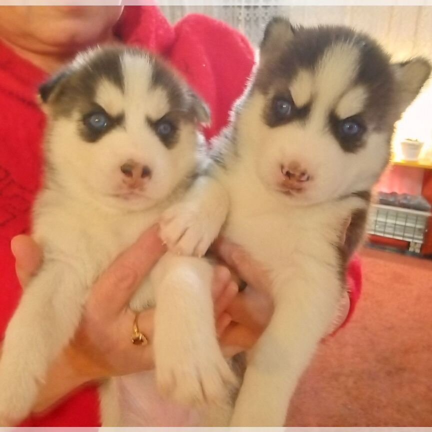 Сибирский хаски, щенок