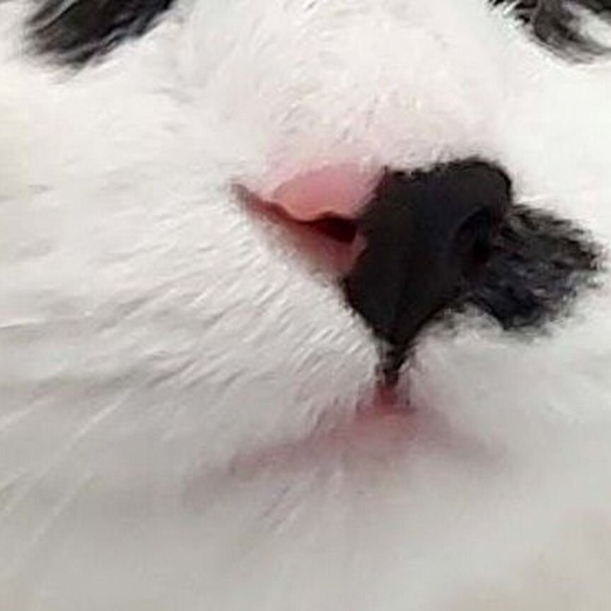 Чудесный молоденький котик в добрые руки