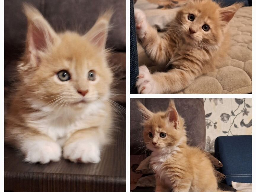 Продаю котят мейн кун