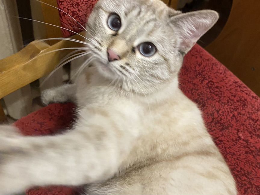 Кошка потерялась