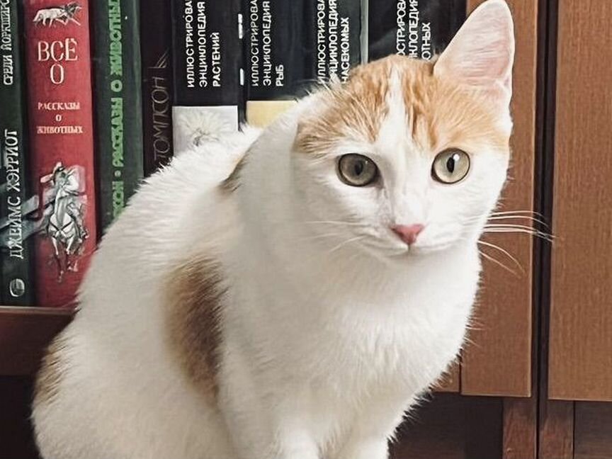 Котик молодой ищет дом