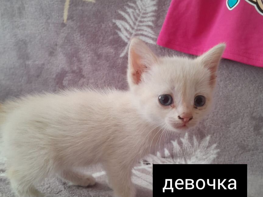 Кошки в добрые руки