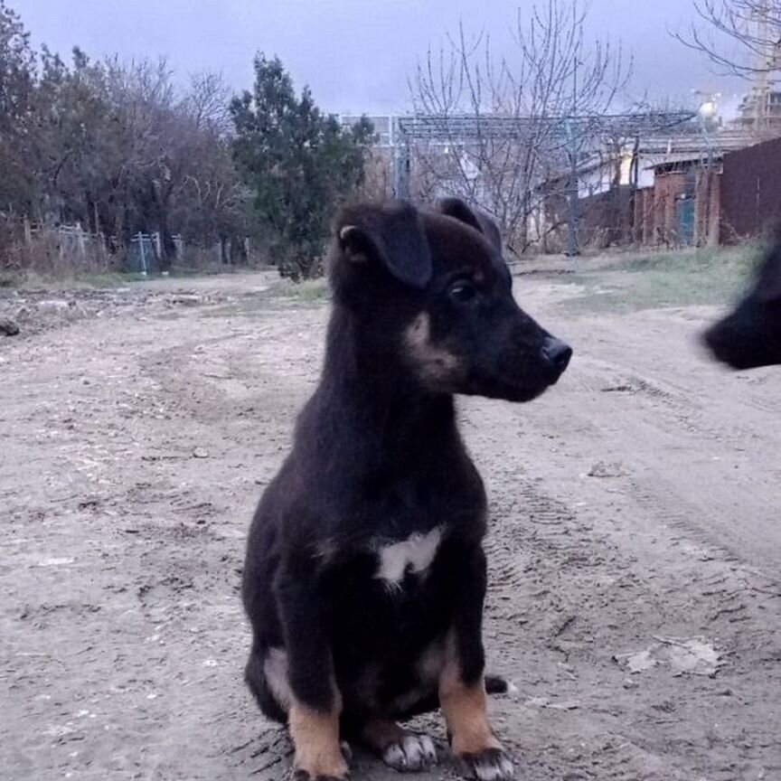 Щенки овчарки