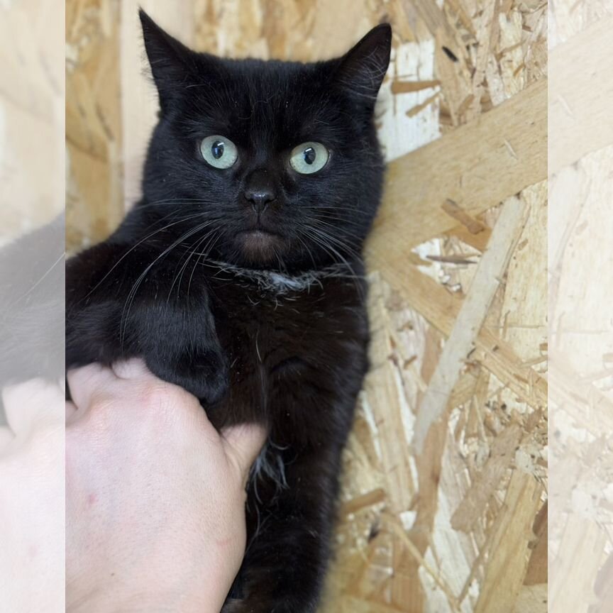 Чёрная молодая кошка из приюта