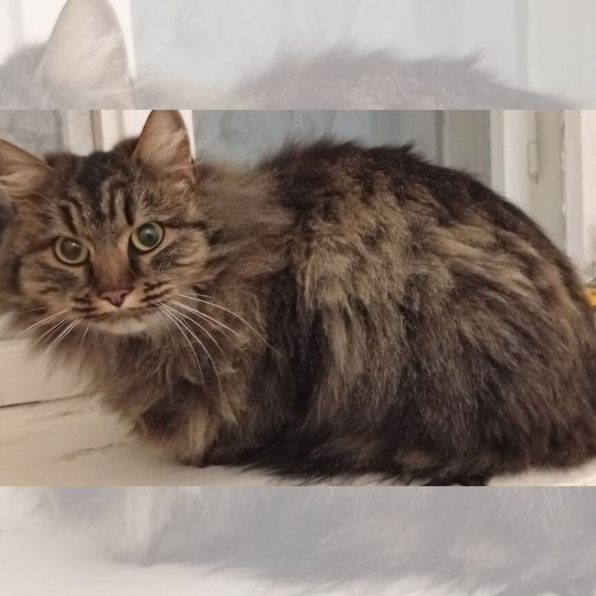 Сибирская кошка, взрослая