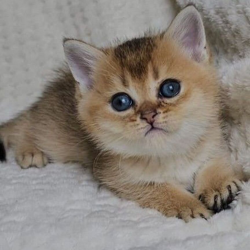 Мальчик прямоушка