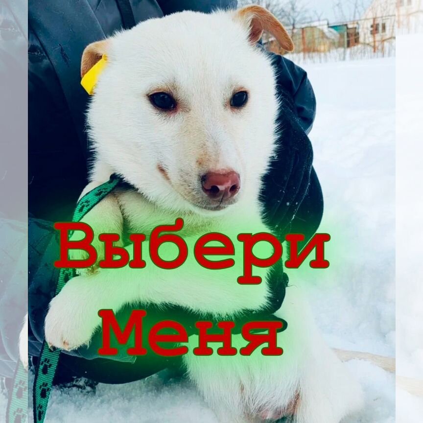 Щенок мальчик выпустят на улицу