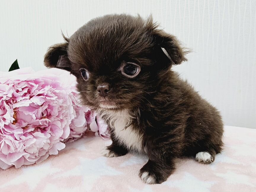 Чихуахуа мини крохоткая девочка