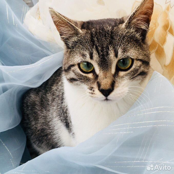 Египетская мау