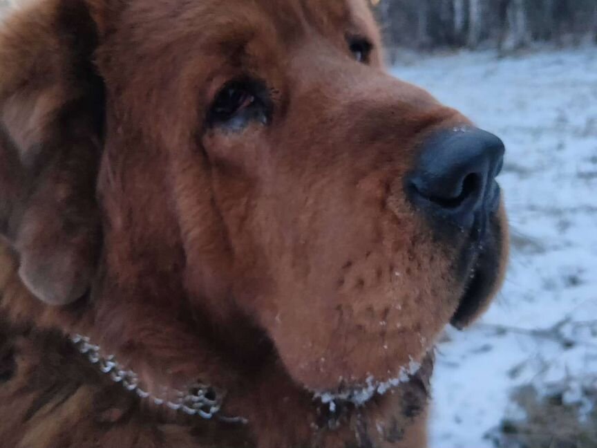 Тибетский мастиф вязка