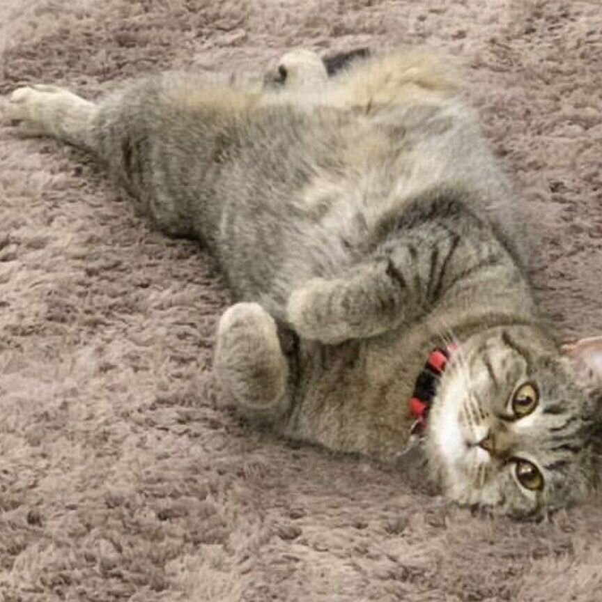 Шотландская прямоухая короткошёрстная кошка, взрослая