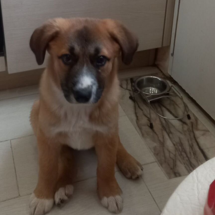 Собака в добрые руки щенок