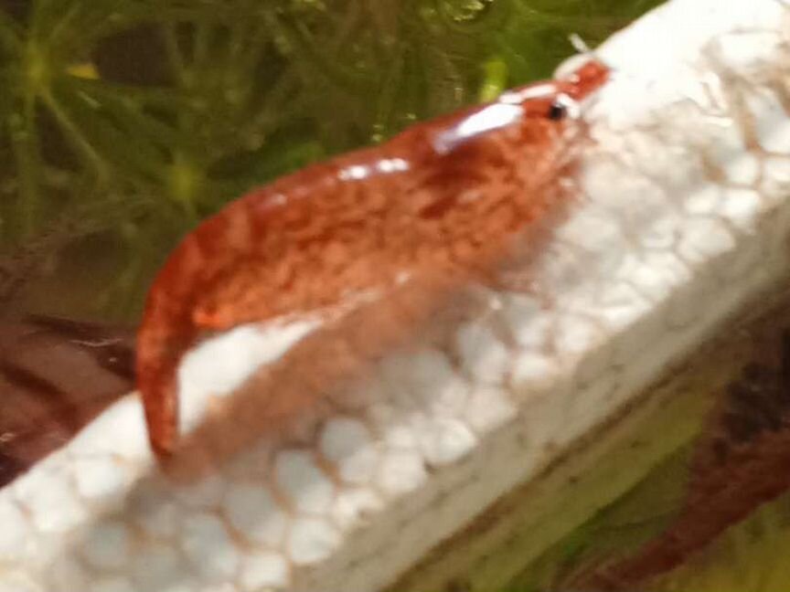 Улитки,креветки Вишня