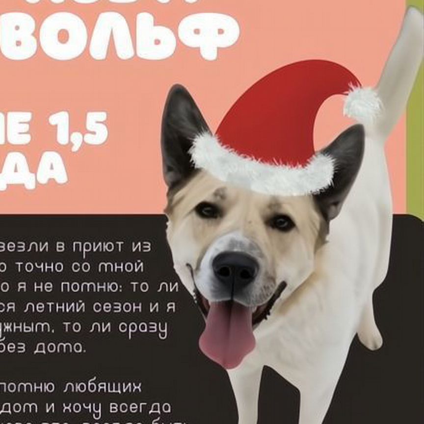 Взрослая собака в добрые руки