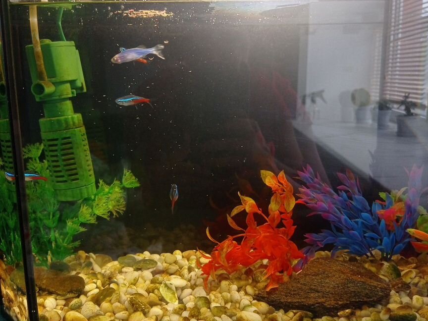 Аквариумные рыбки