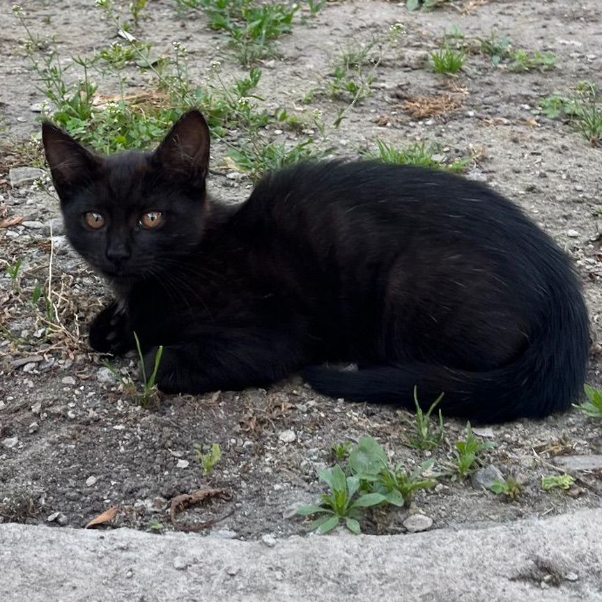 Котёнок в добрые руки