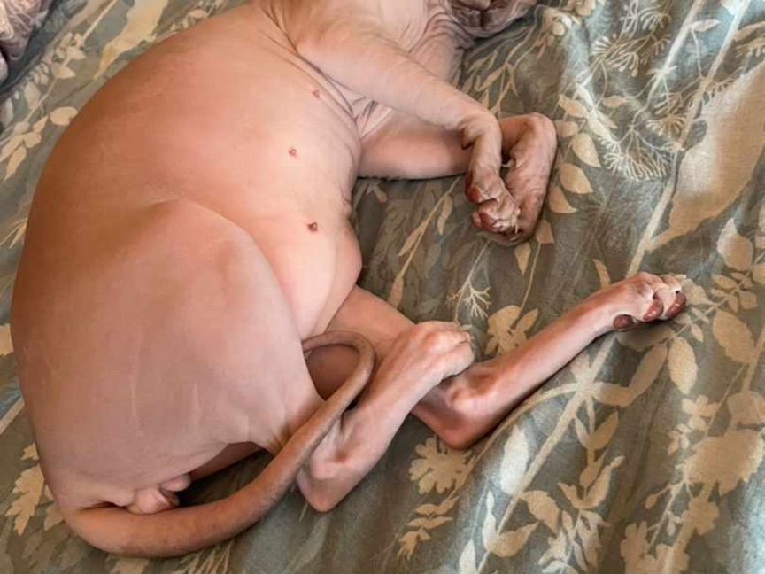 Донской сфинкс бесплатно