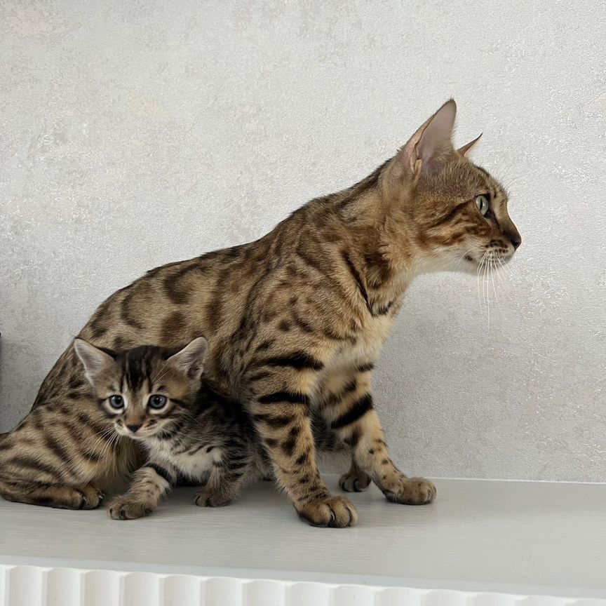 Бенгальские котята