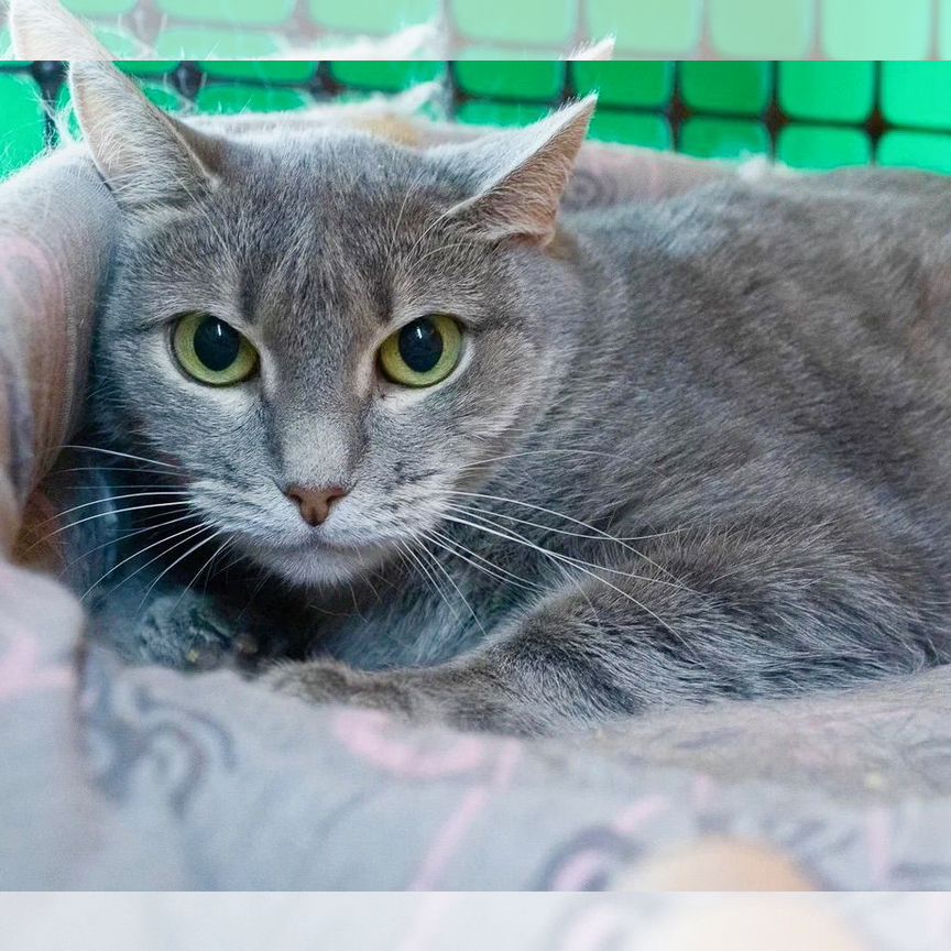 Взрослая, Девочка кошка в добрые руки